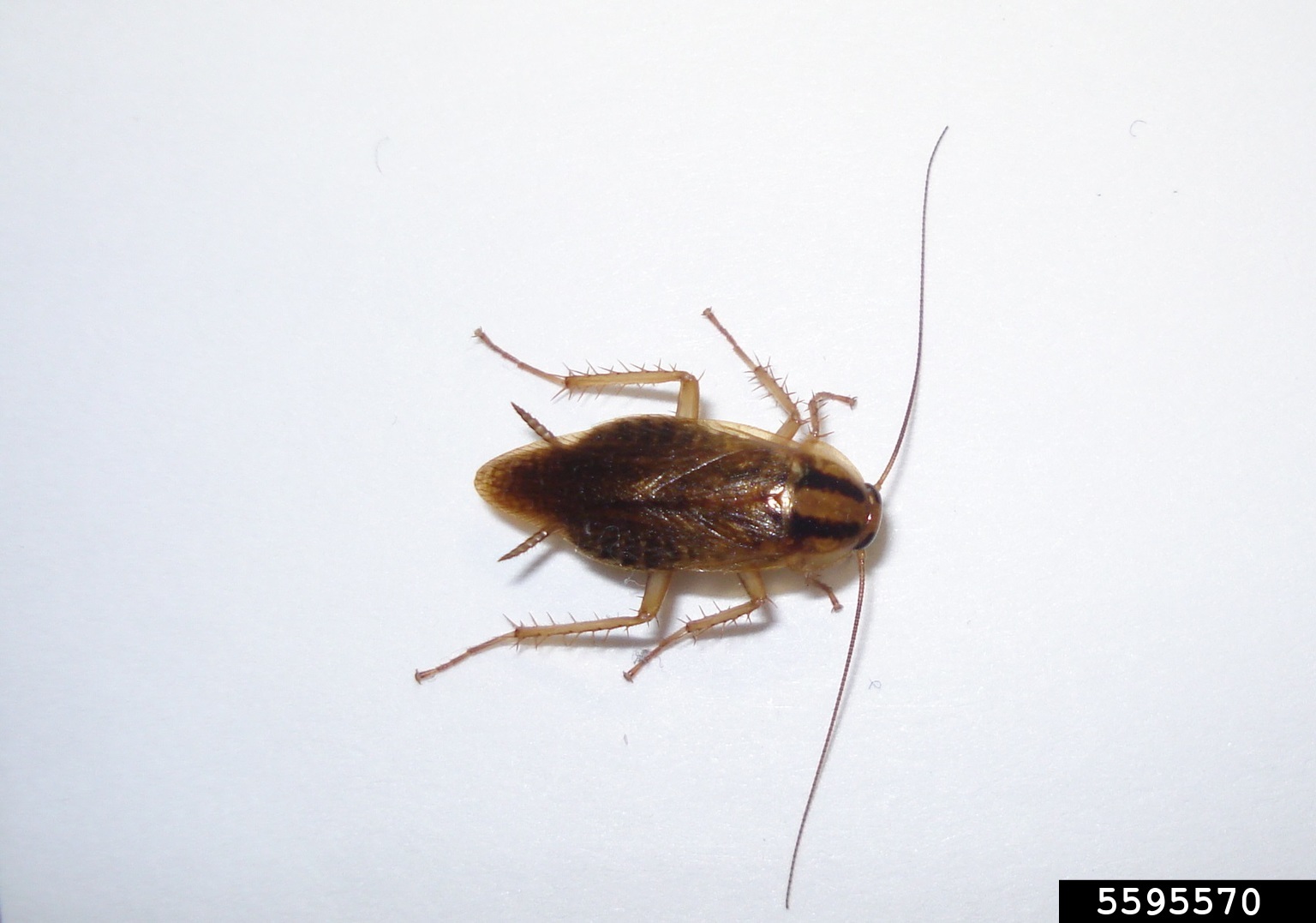 German cockroach (Blattella germanica (Linnaeus))