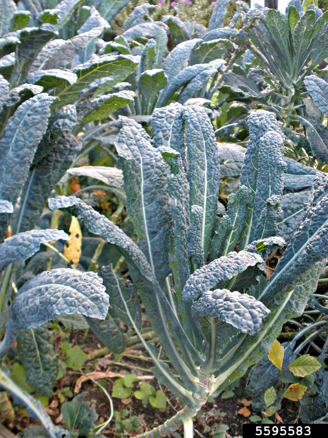kale (Brassica oleracea var. sabellica)
