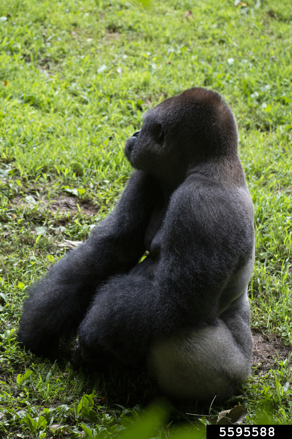 gorilla (Gorilla gorilla (Savage and Wyman, 1847))