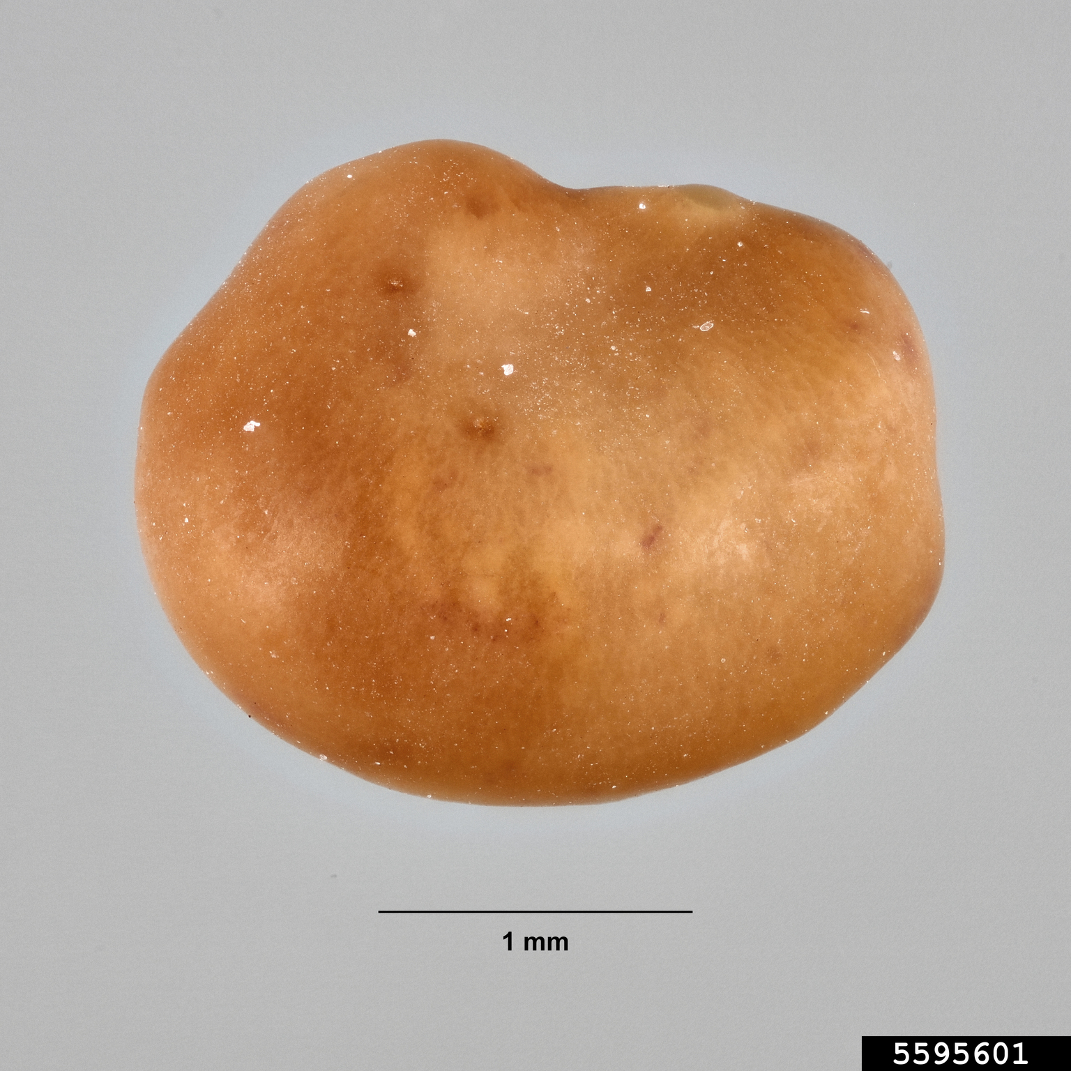 camelthorn (Alhagi maurorum Medik)