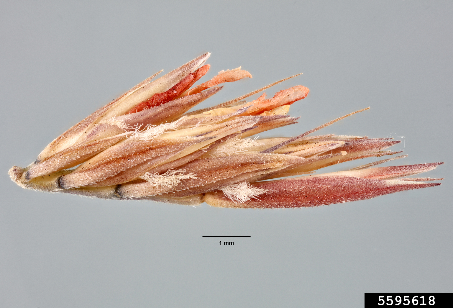 sideoats grama (Bouteloua curtipendula (Michx.) Torr.)