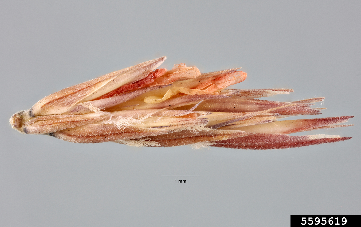 sideoats grama (Bouteloua curtipendula (Michx.) Torr.)