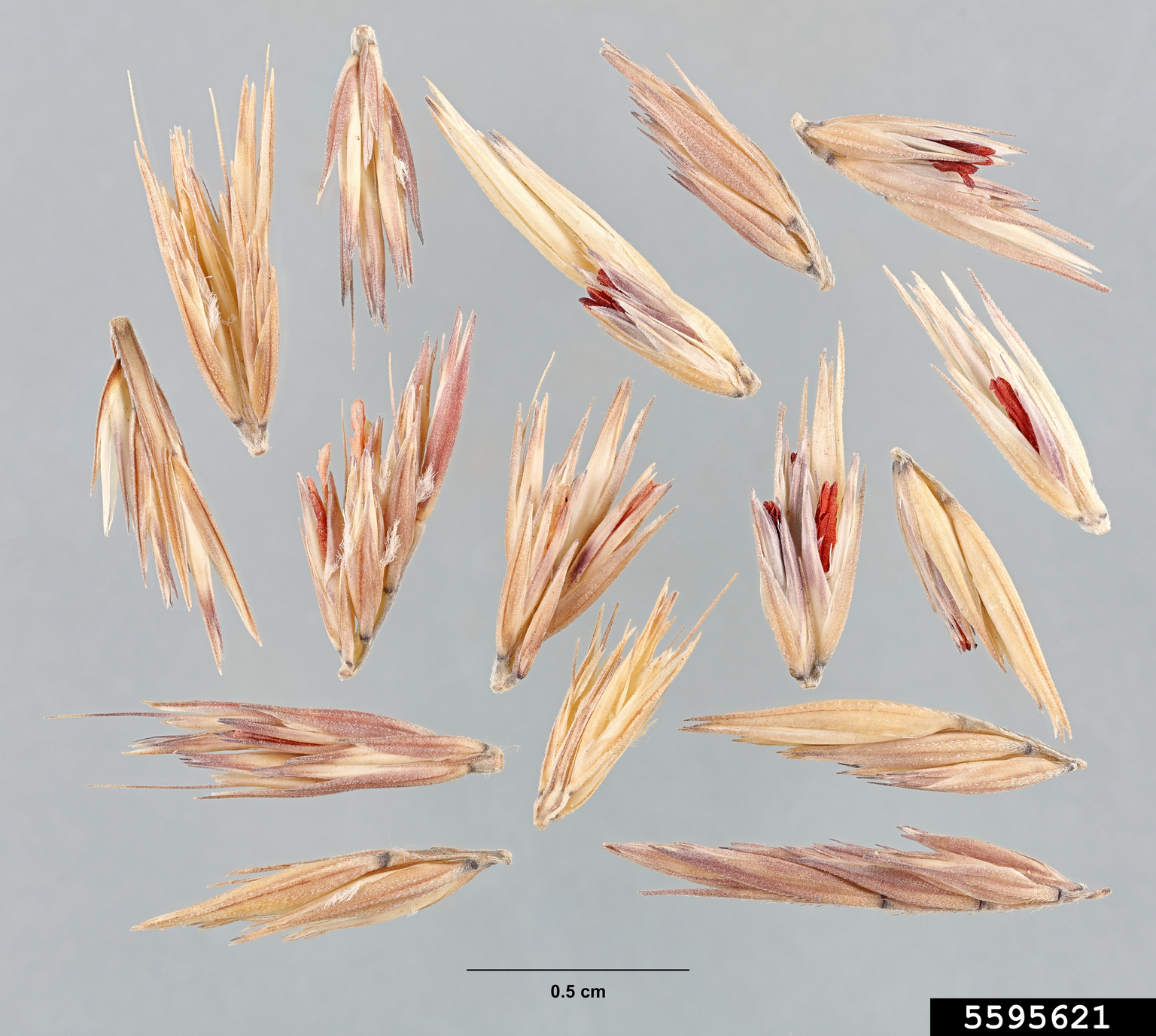 sideoats grama (Bouteloua curtipendula (Michx.) Torr.)
