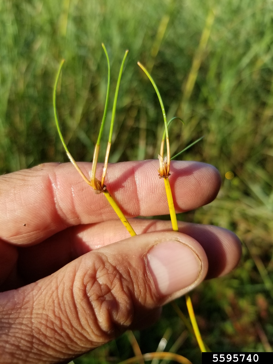 blackfruit spikerush (Eleocharis melanocarpa Torr.)