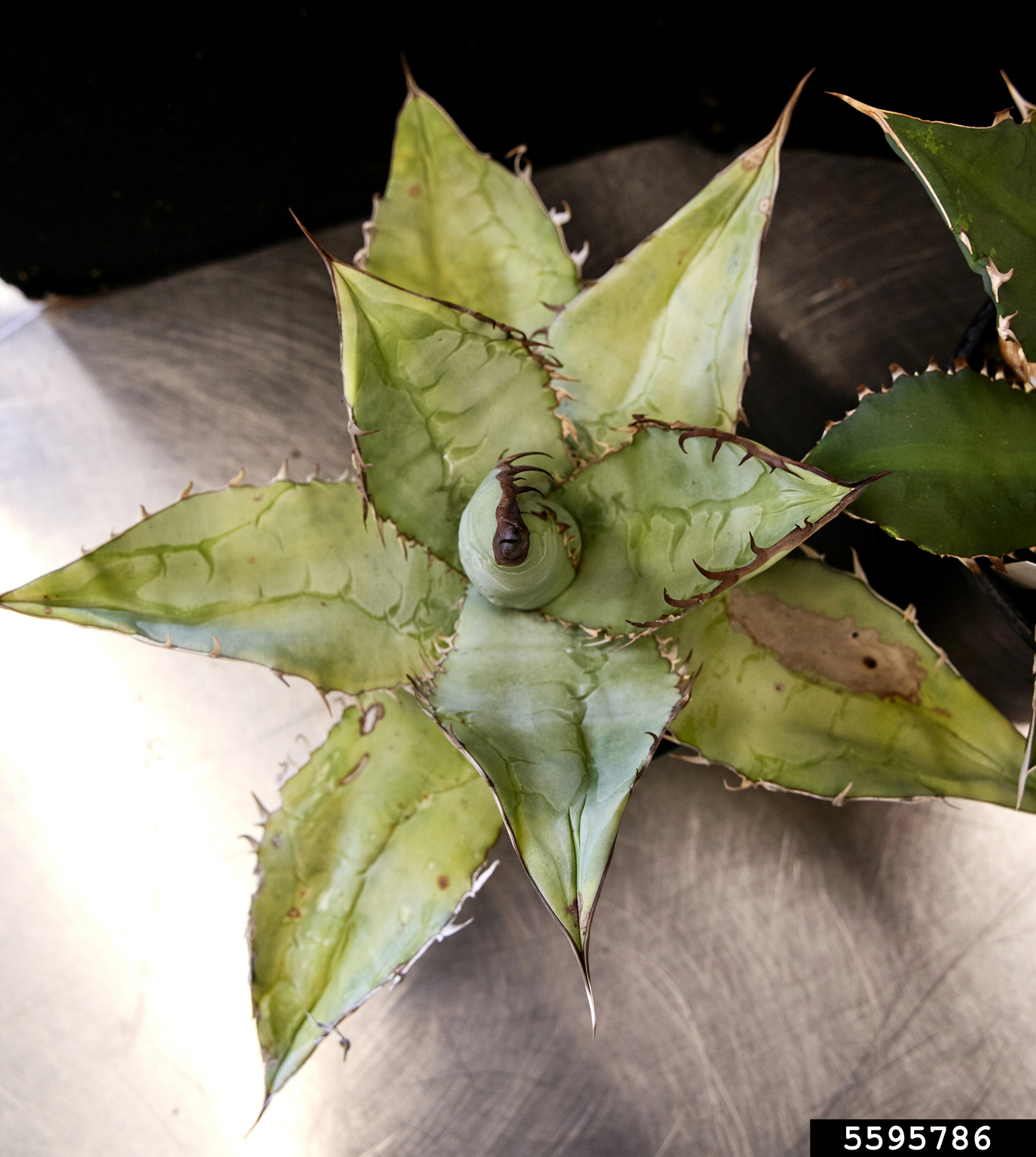 chalk agave (Agave titanota Gentry)