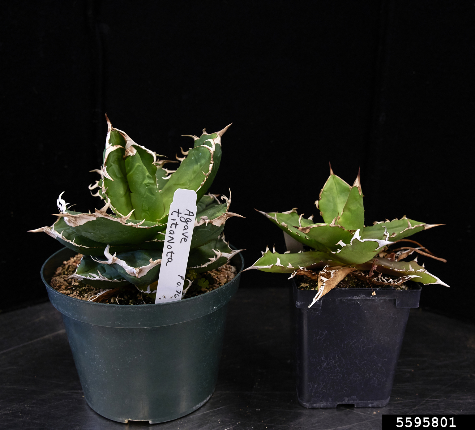 chalk agave (Agave titanota Gentry)