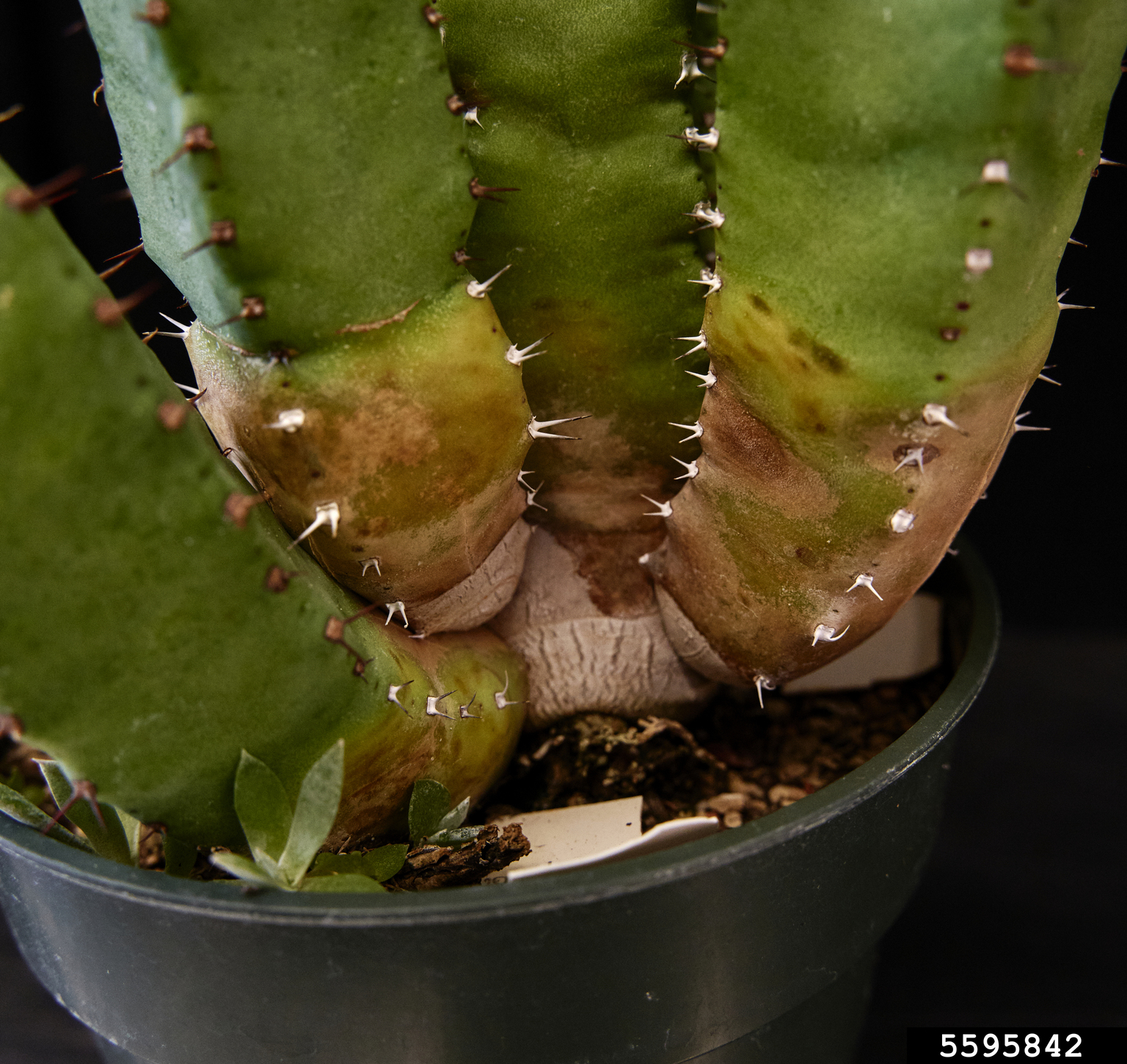 resin spurge (Euphorbia resinifera)