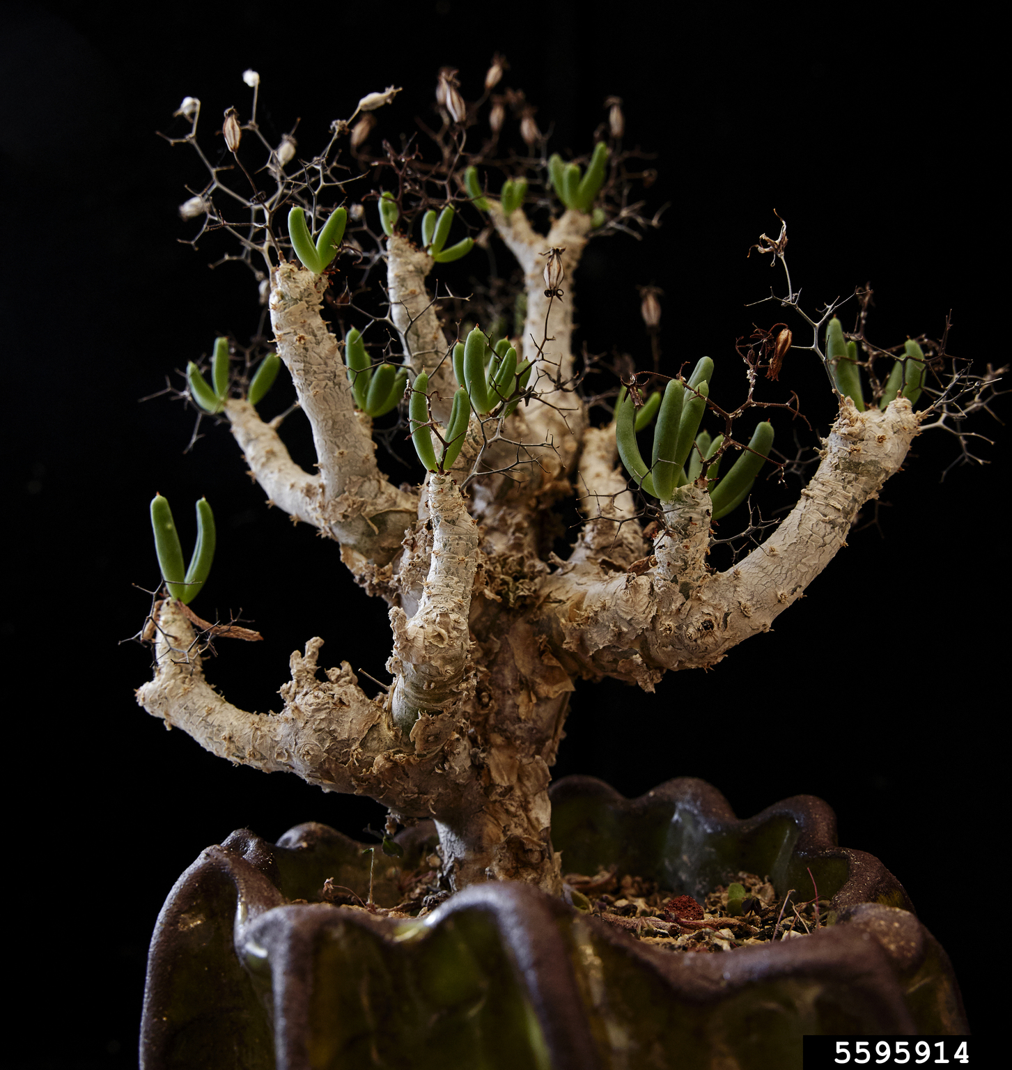 sifkop (Tylecodon reticulatus (L.f.) Toelken)