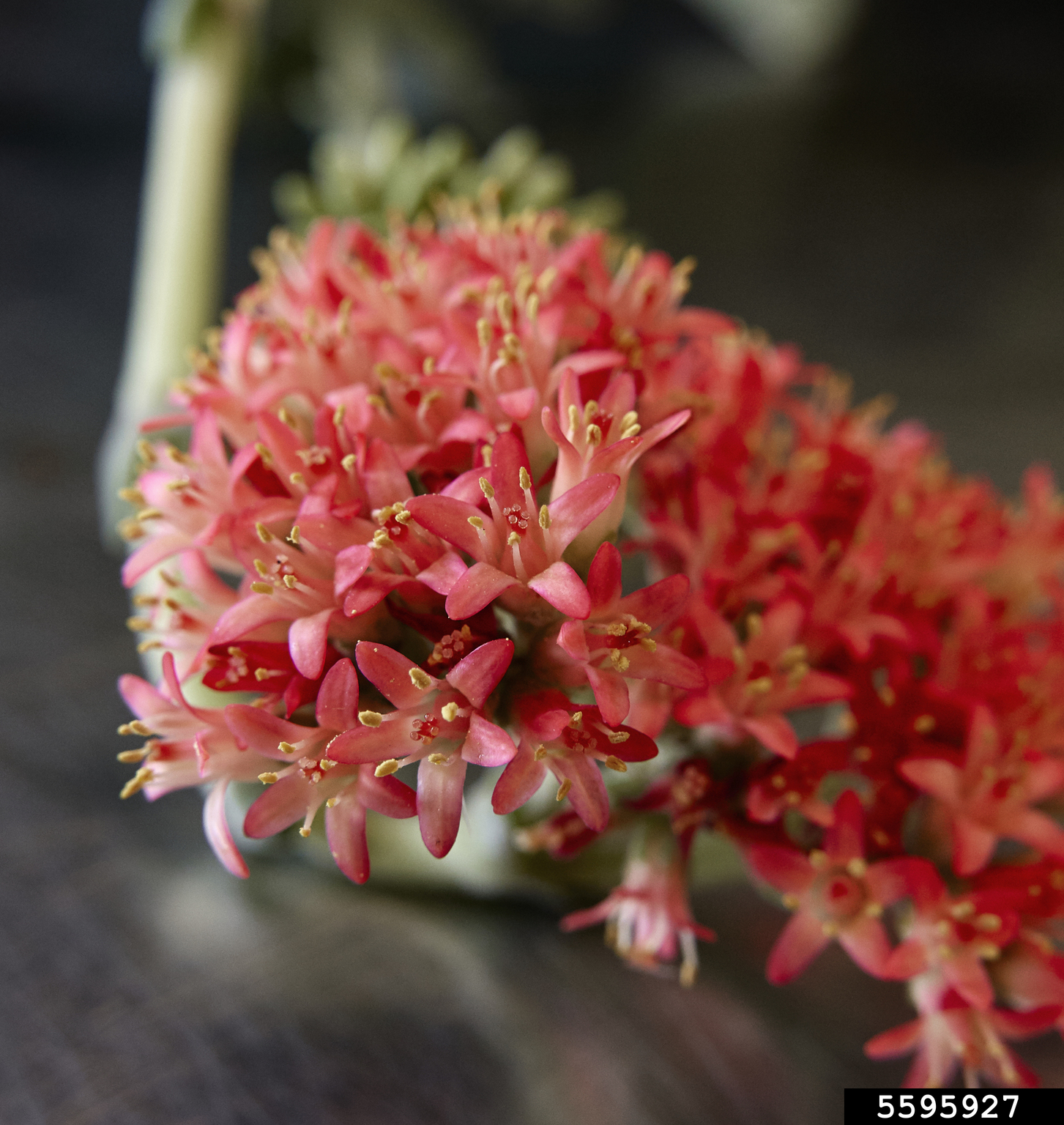 red crassula (Crassula perfoliata var. minor)