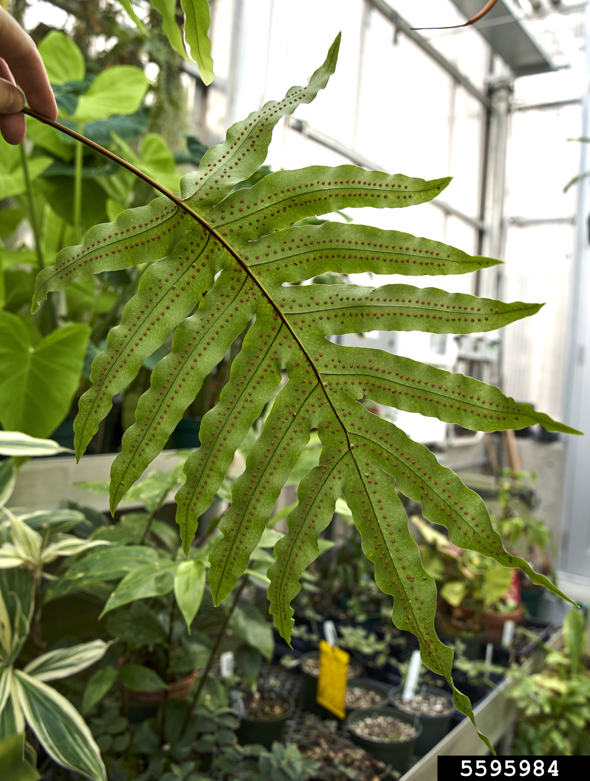 basket fern (Drynaria coronans)
