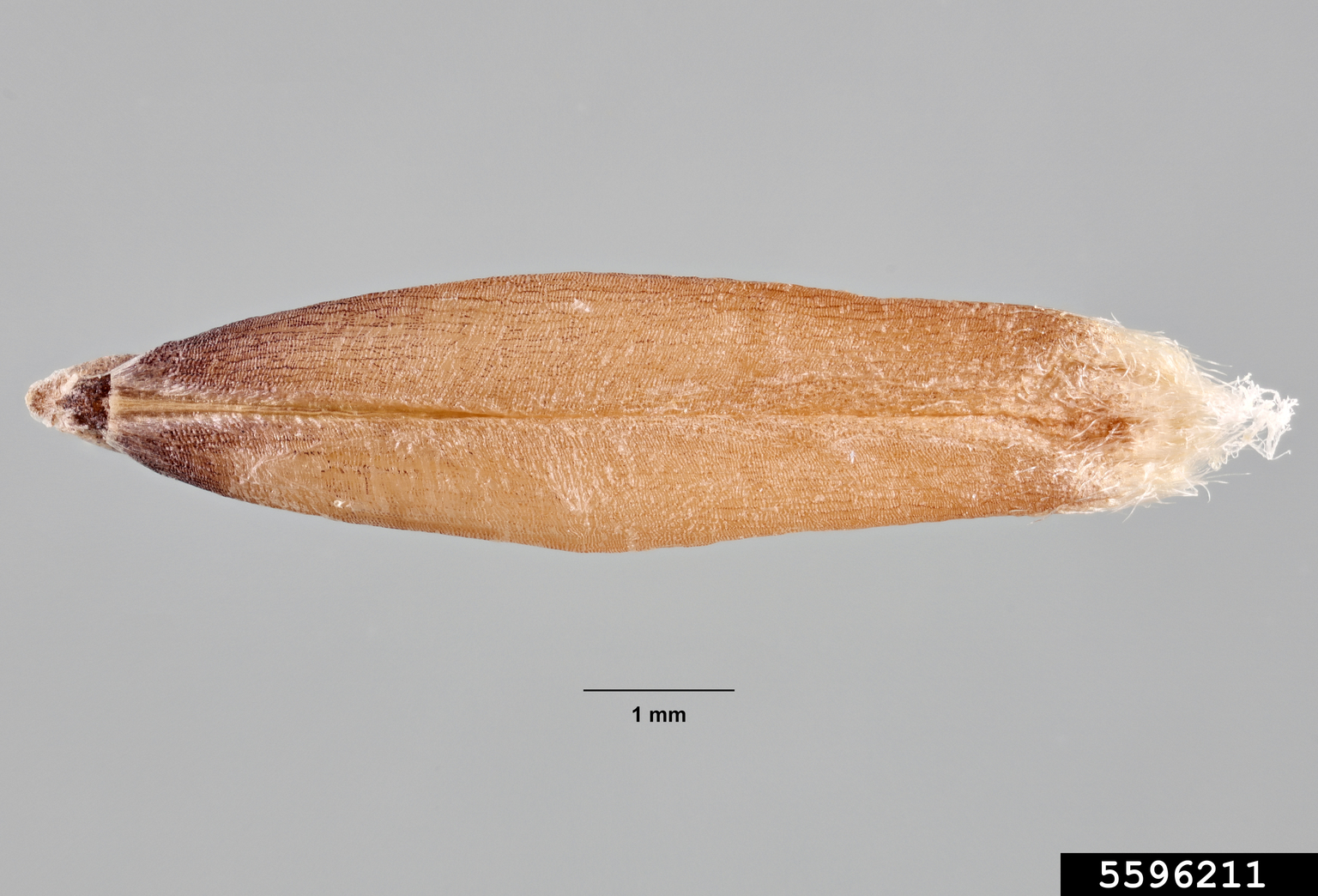 barb goatgrass (Aegilops triuncialis L)