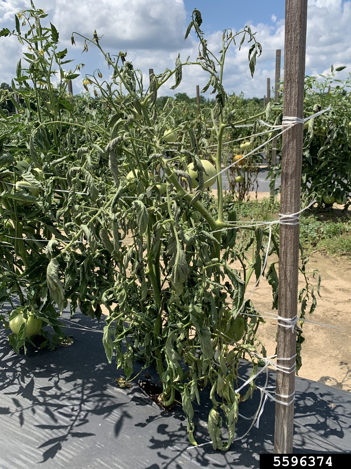 southern blight (Athelia rolfsii)