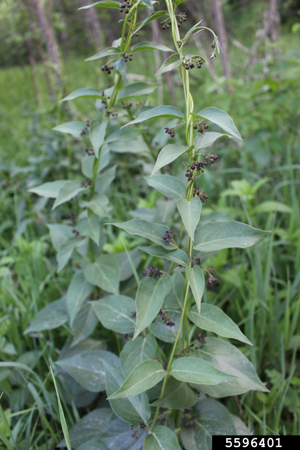 Black dog-strangling vine, black swallowwort (Vincetoxicum nigrum)