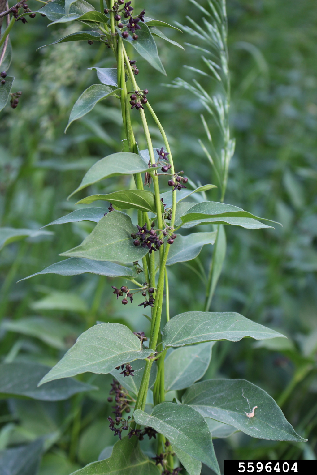 black dog-strangling vine, black swallowwort (Vincetoxicum nigrum (L ...
