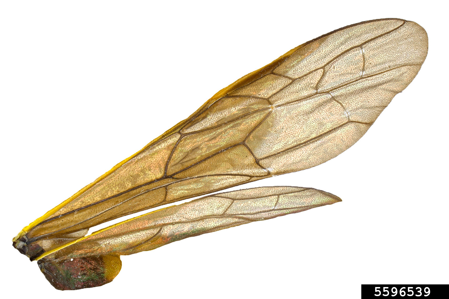 stem sawfly (Calameuta clavata)