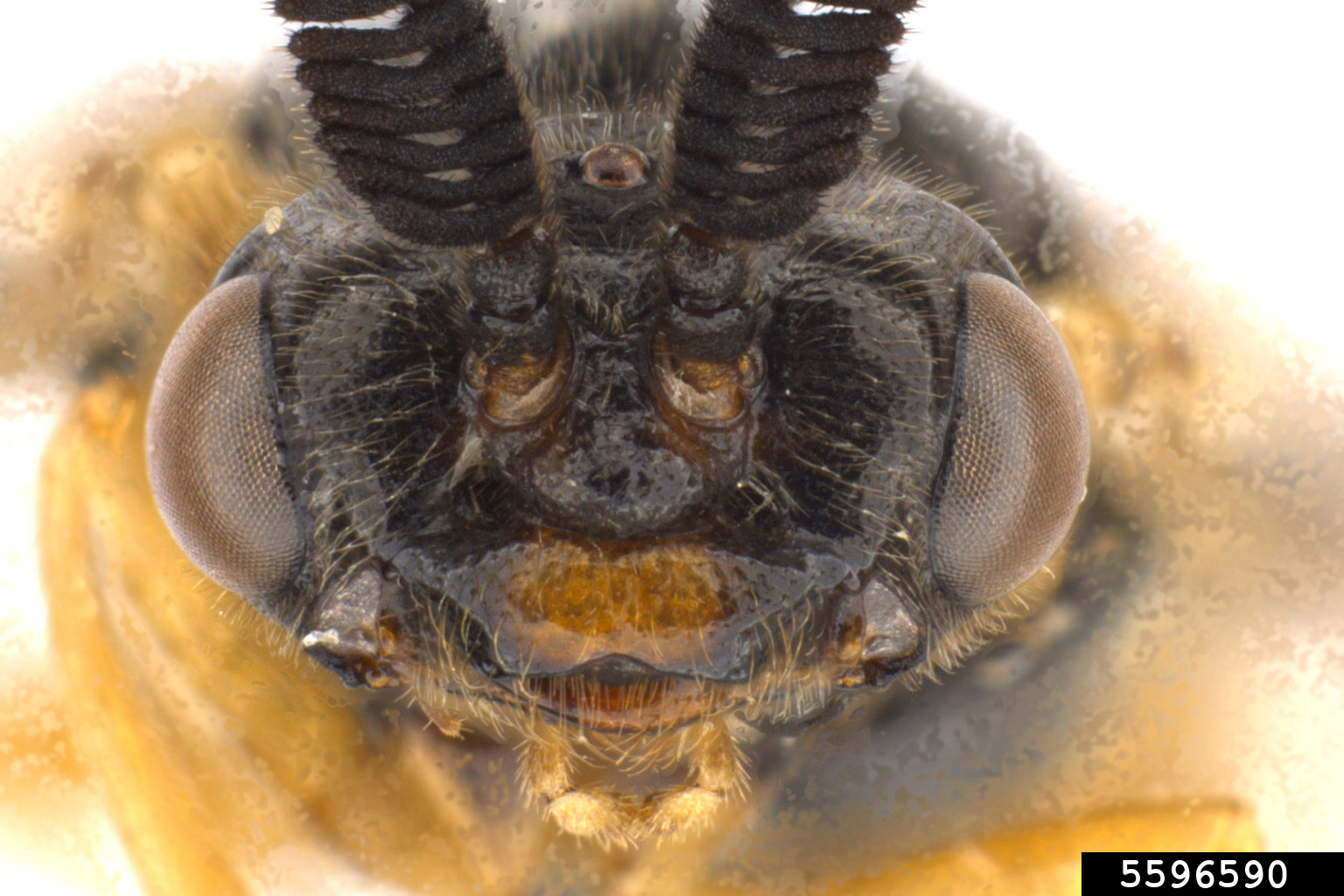 conifer sawfly (Genus Monoctenus)