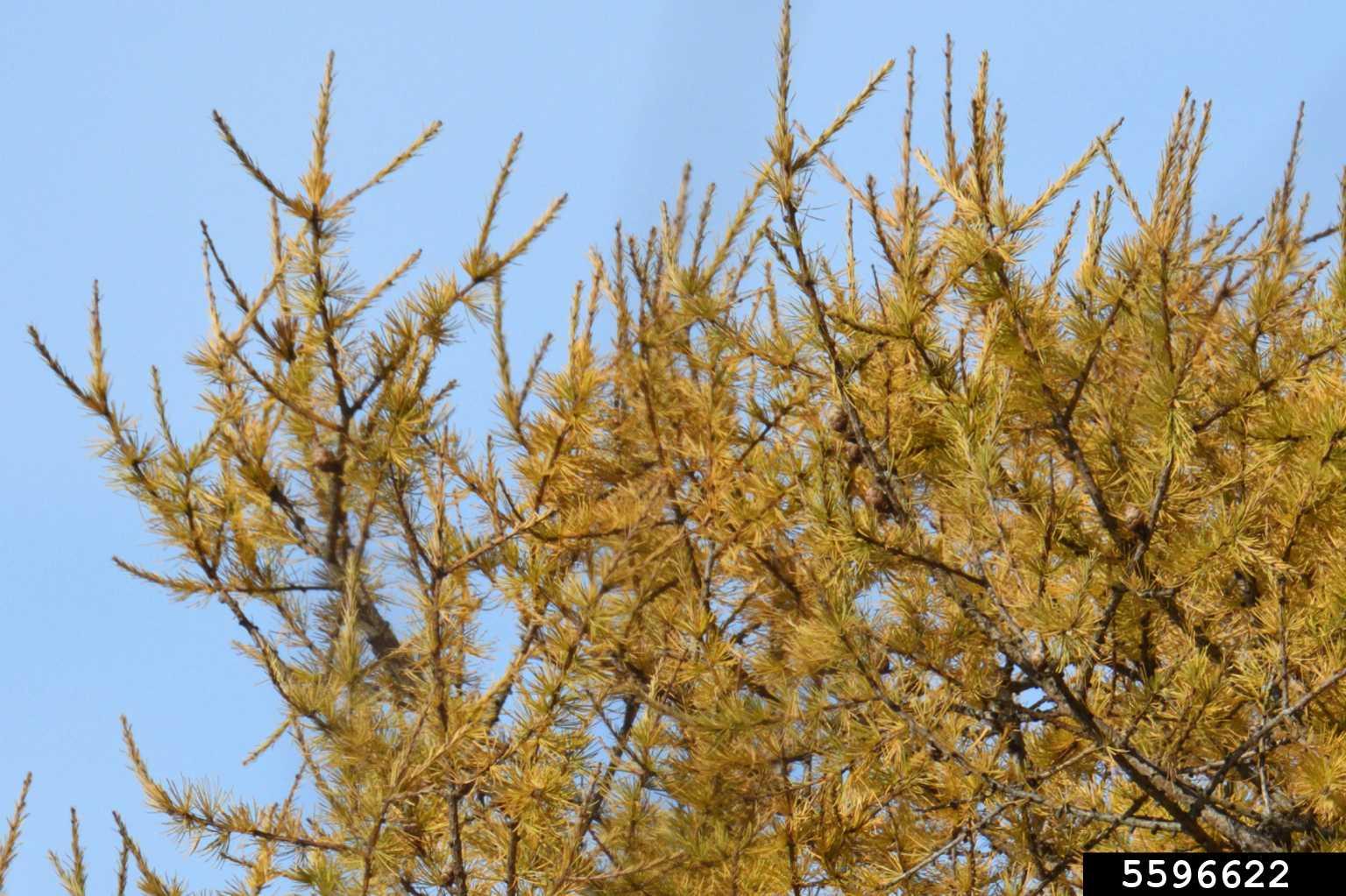 tamarack (Larix laricina (Du Roi) K. Koch)