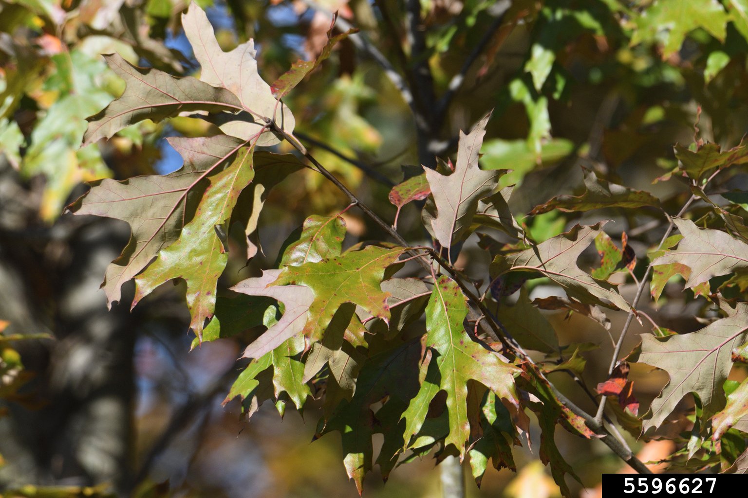 southern red oak (Quercus falcata)