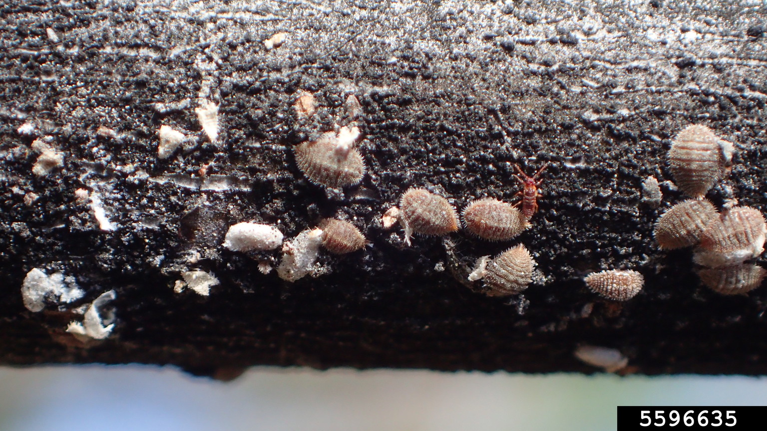 European elm scale (Gossyparia spuria Modeer 1778)