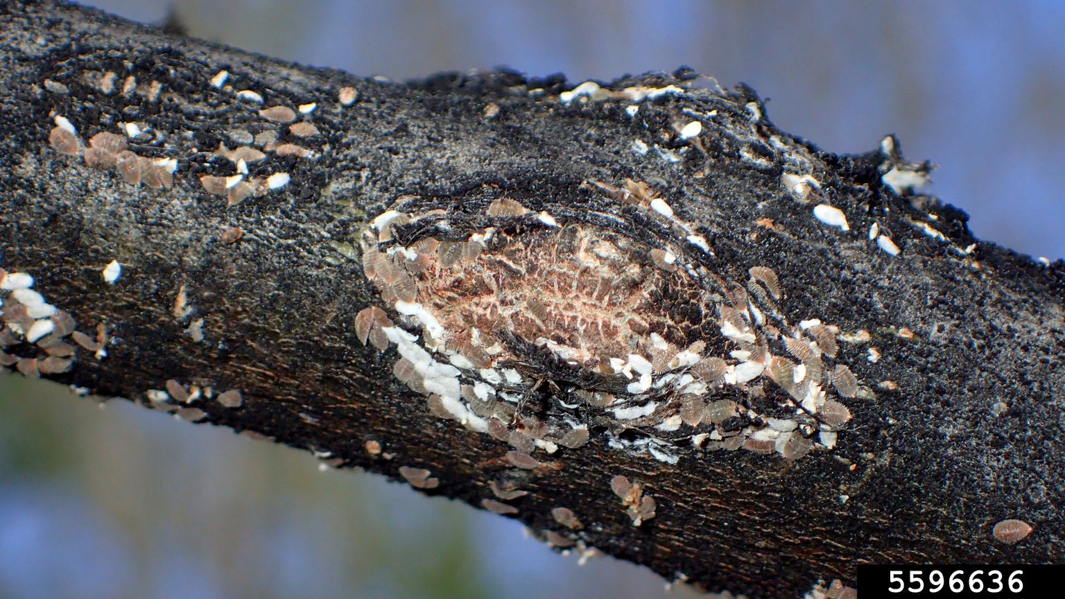 European elm scale (Gossyparia spuria Modeer 1778)