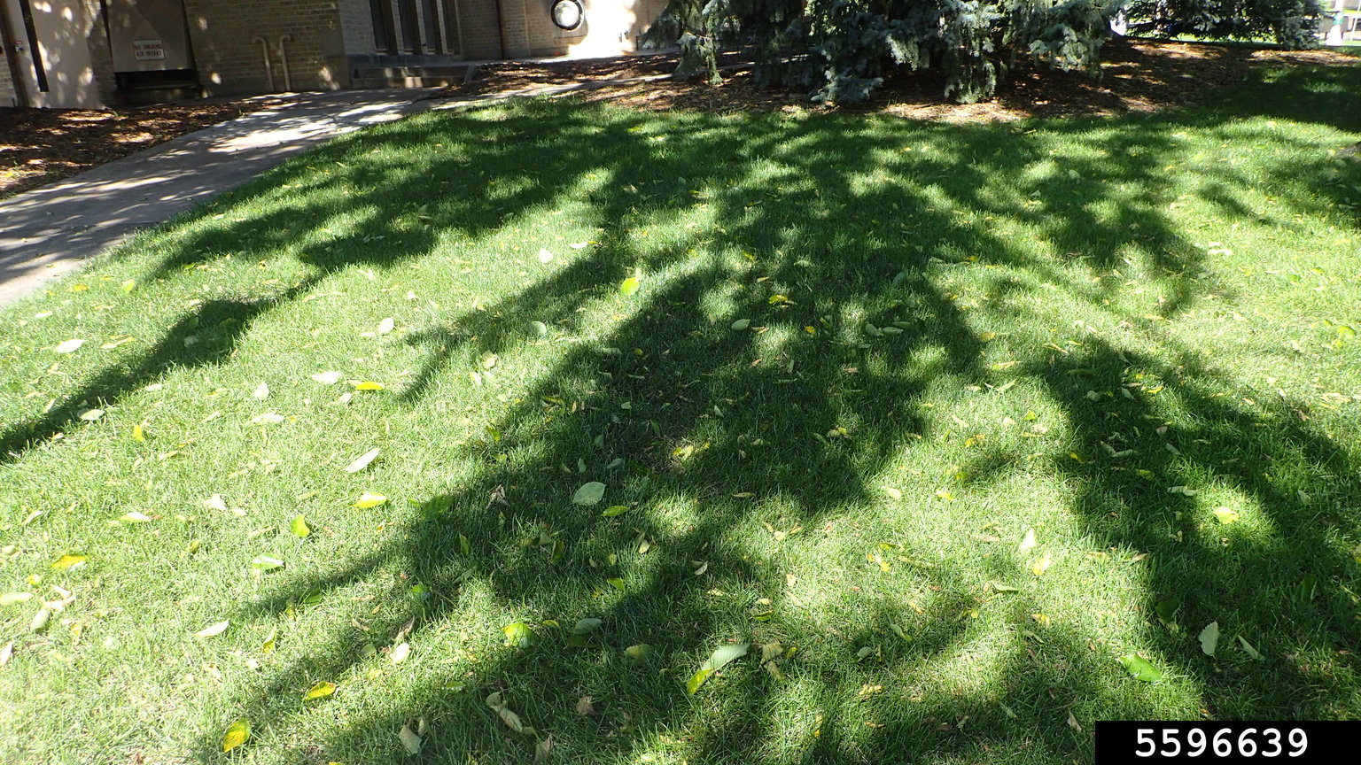 European elm scale (Gossyparia spuria)