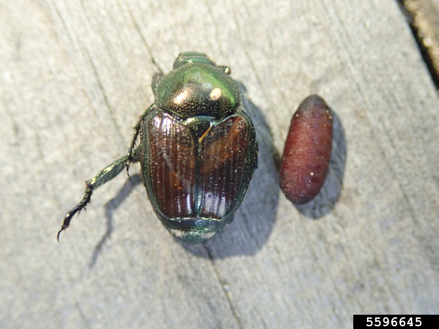 winsome fly (Istocheta aldrichi)
