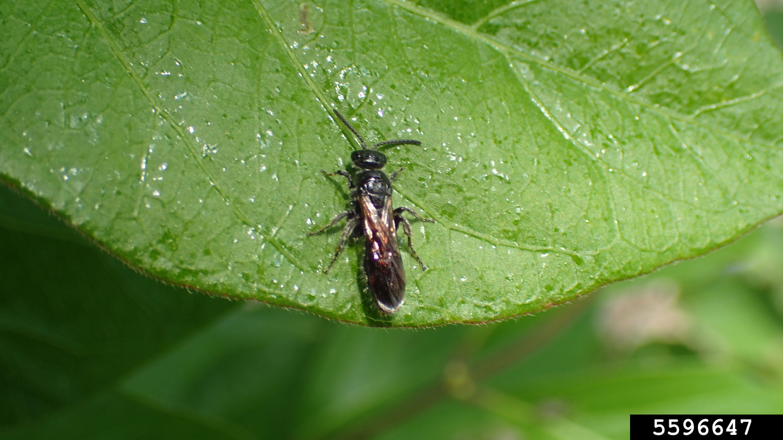 Tiphiid wasp (Tiphia vernalis)