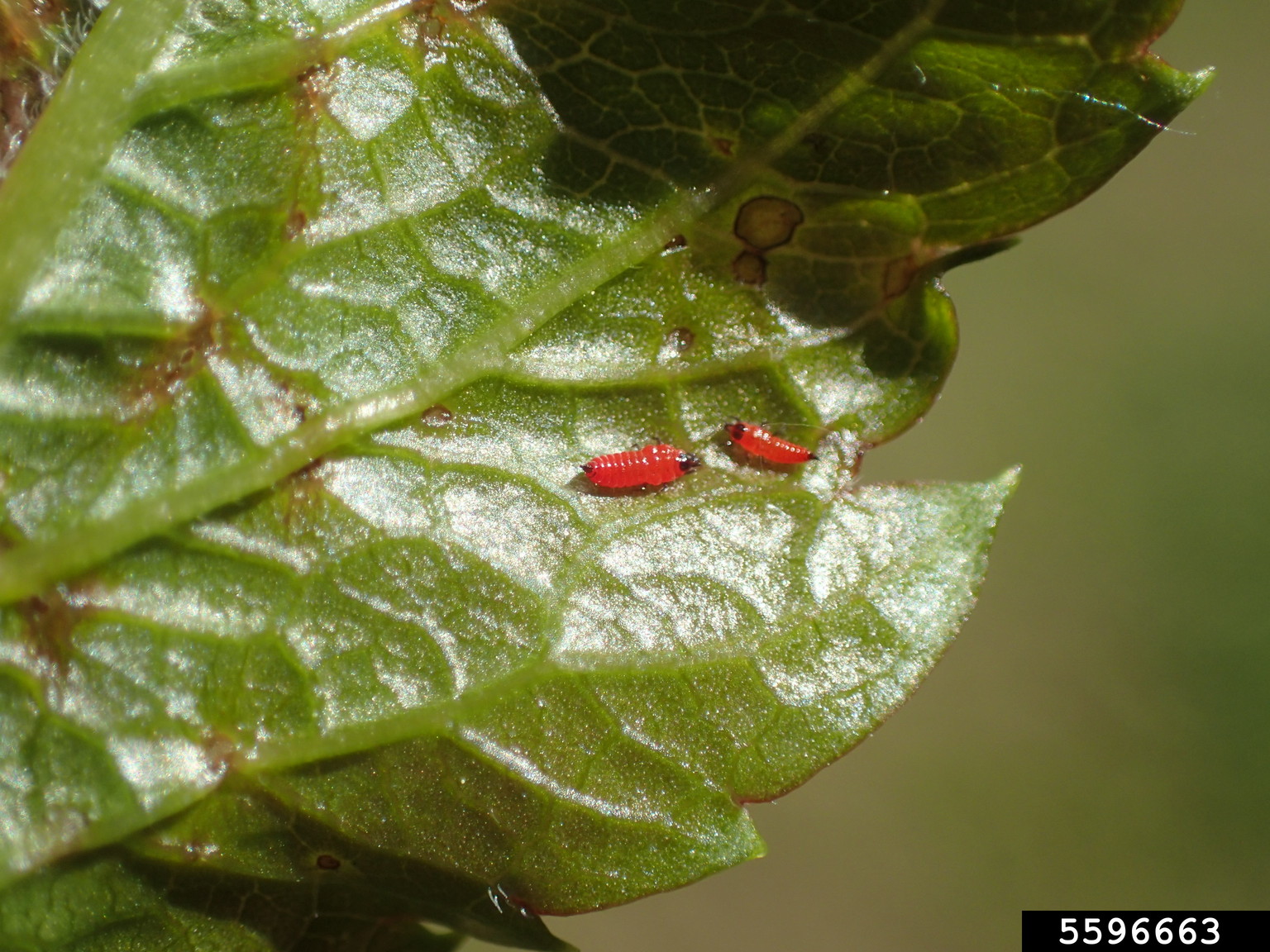 Liothrips thrips (Genus Liothrips Uzel, 1895)