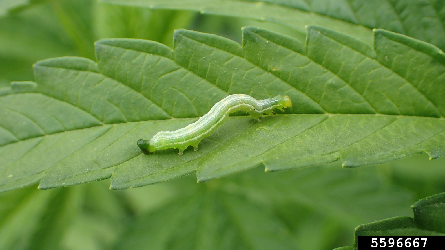 cabbage looper (Trichoplusia ni (Hubner))