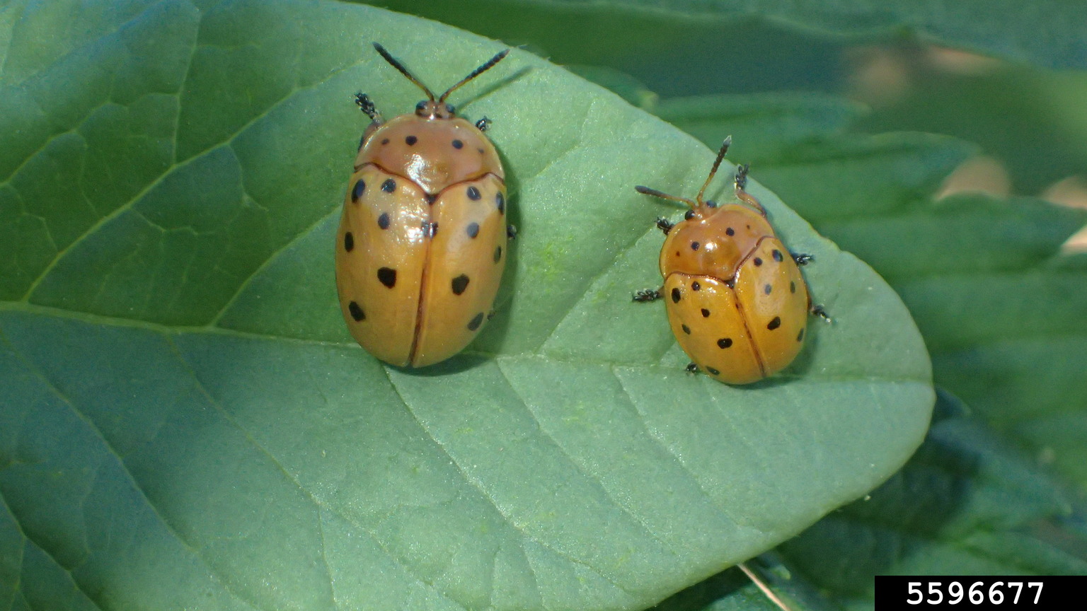 argus tortoise beetle (Chelymorpha cassidea (Fabricius, 1775))