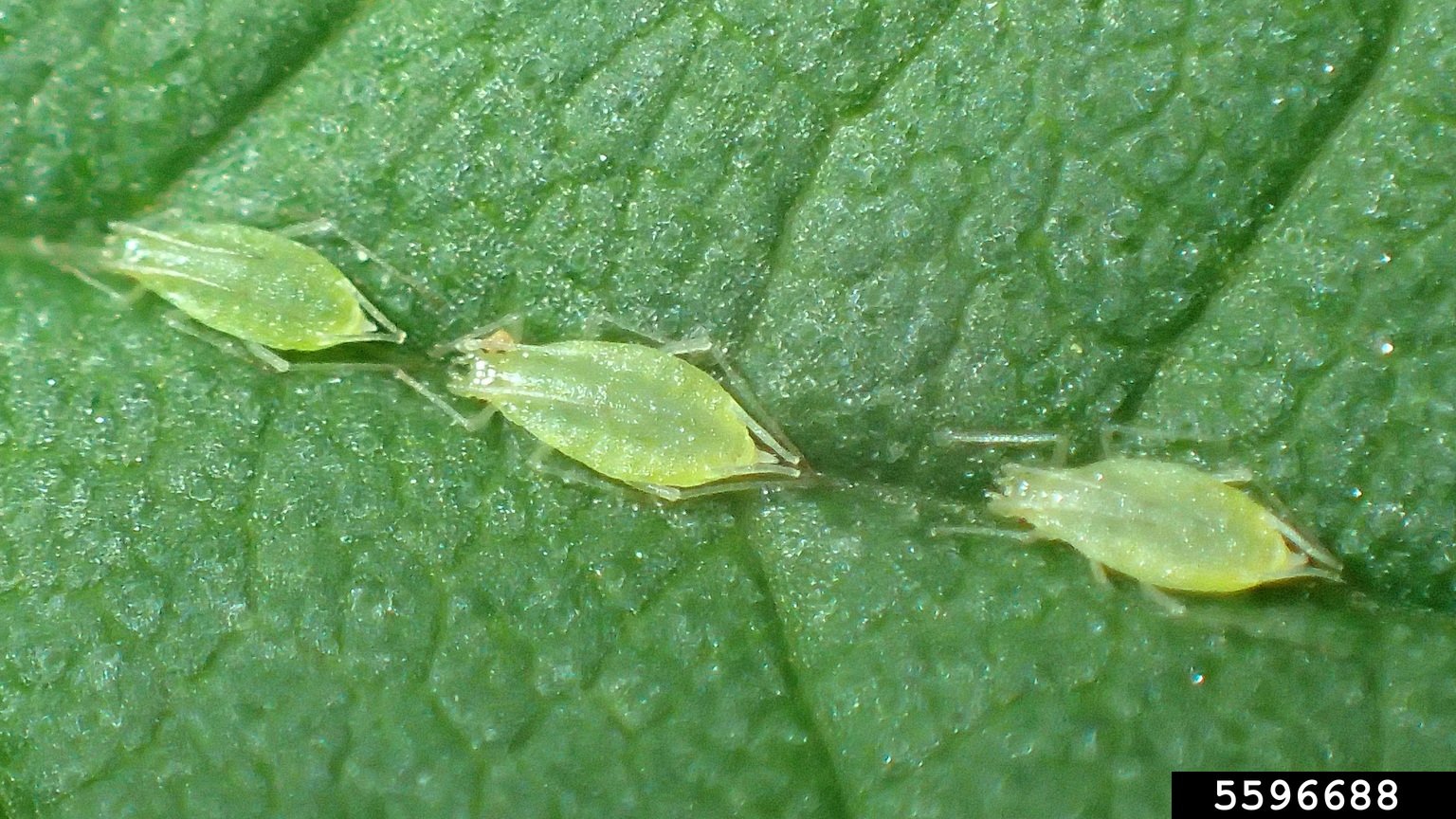 hop aphid (Phorodon humuli ) on common hop (Humulus lupulus ) - 5596688