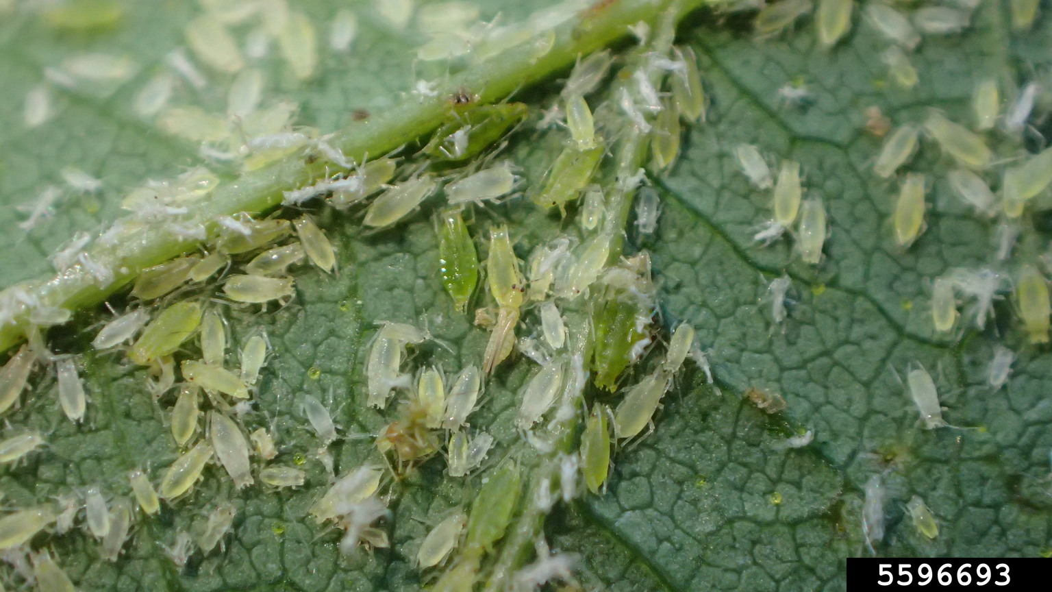 hop aphid (Phorodon humuli (Schrank, 1801))