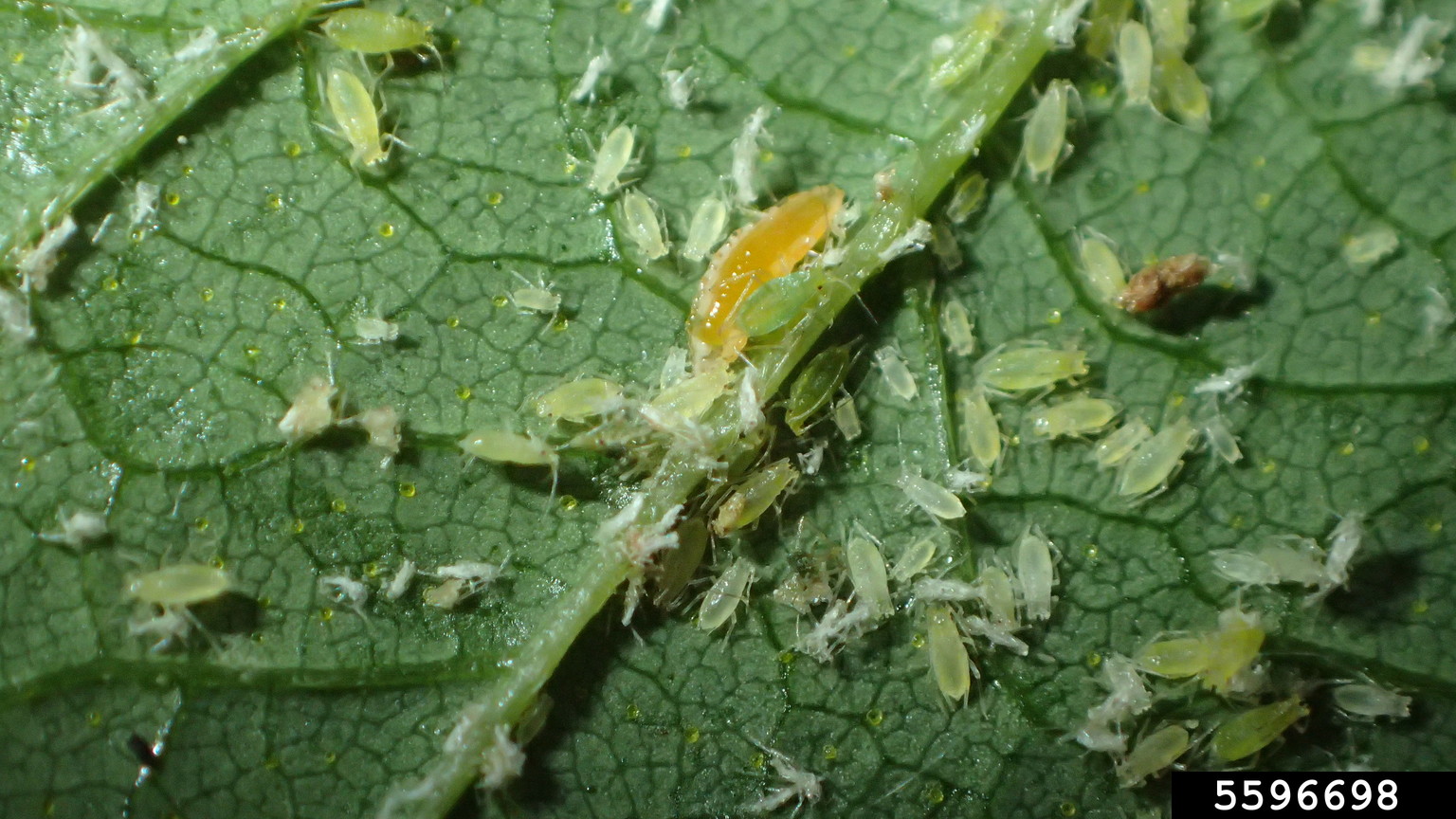 aphid predatory midge (Aphidoletes aphidimyza (Rondani, 1847))