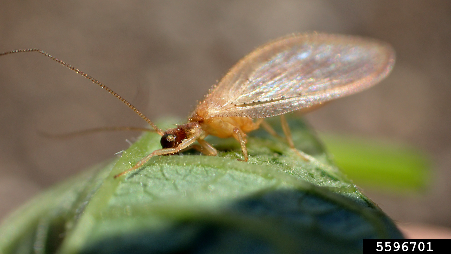 brown lacewings (Family Hemerobiidae)