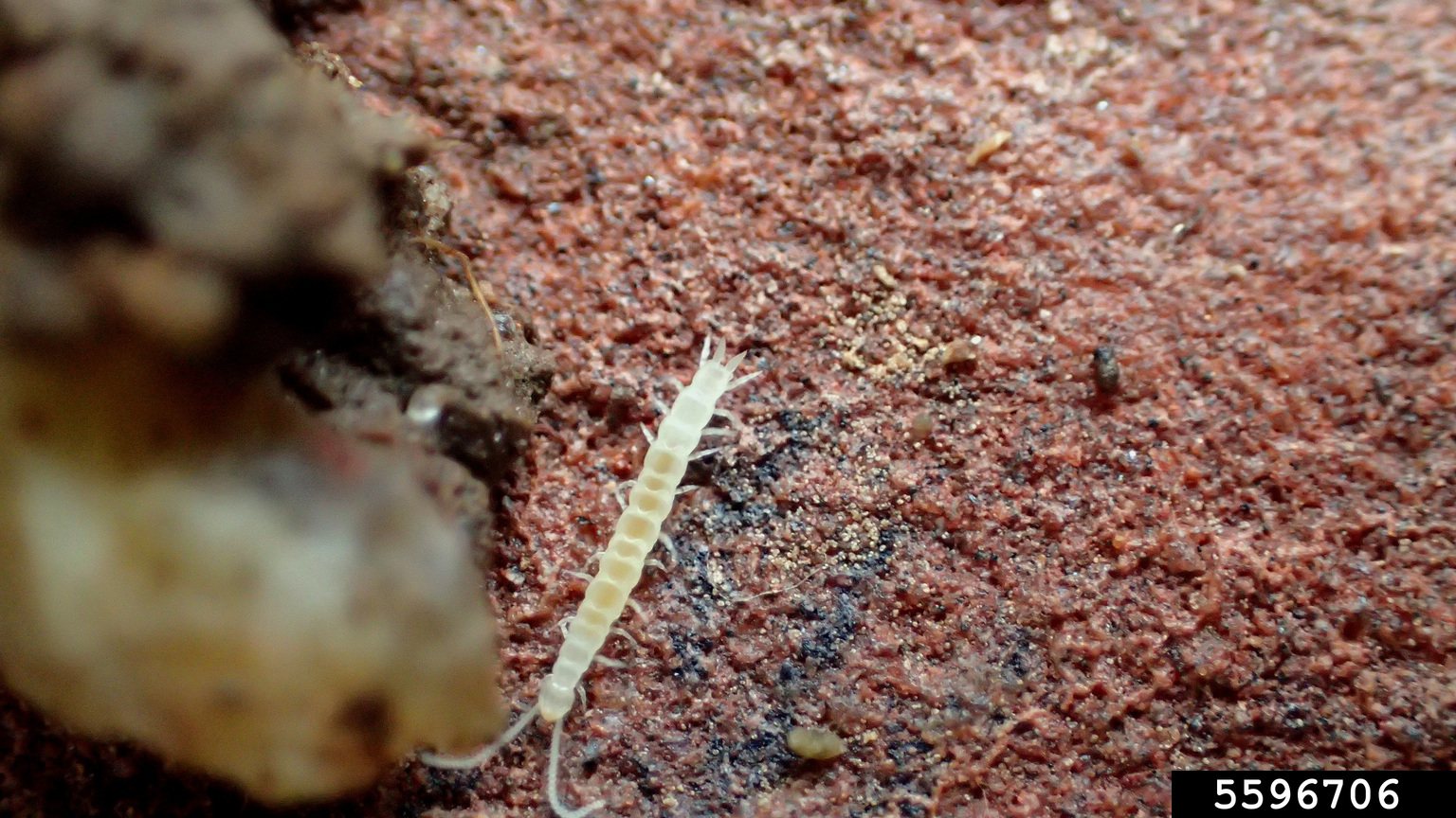 garden symphylan (Scutigerella immaculata (Newport))