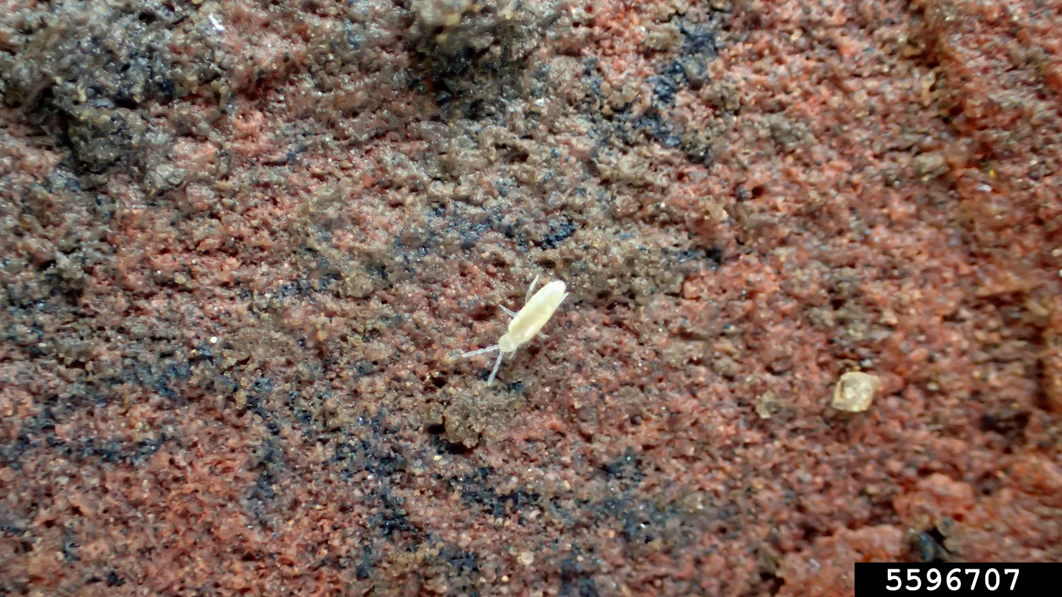 garden symphylan (Scutigerella immaculata (Newport))