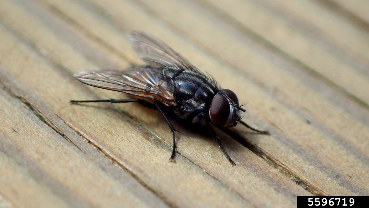 face fly (Musca autumnalis De Geer, 1776)