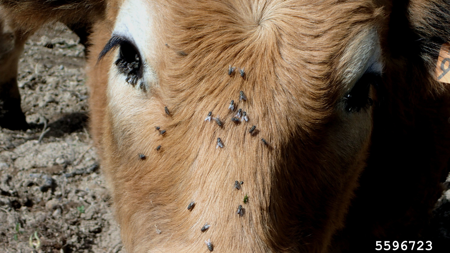 face fly (Musca autumnalis)