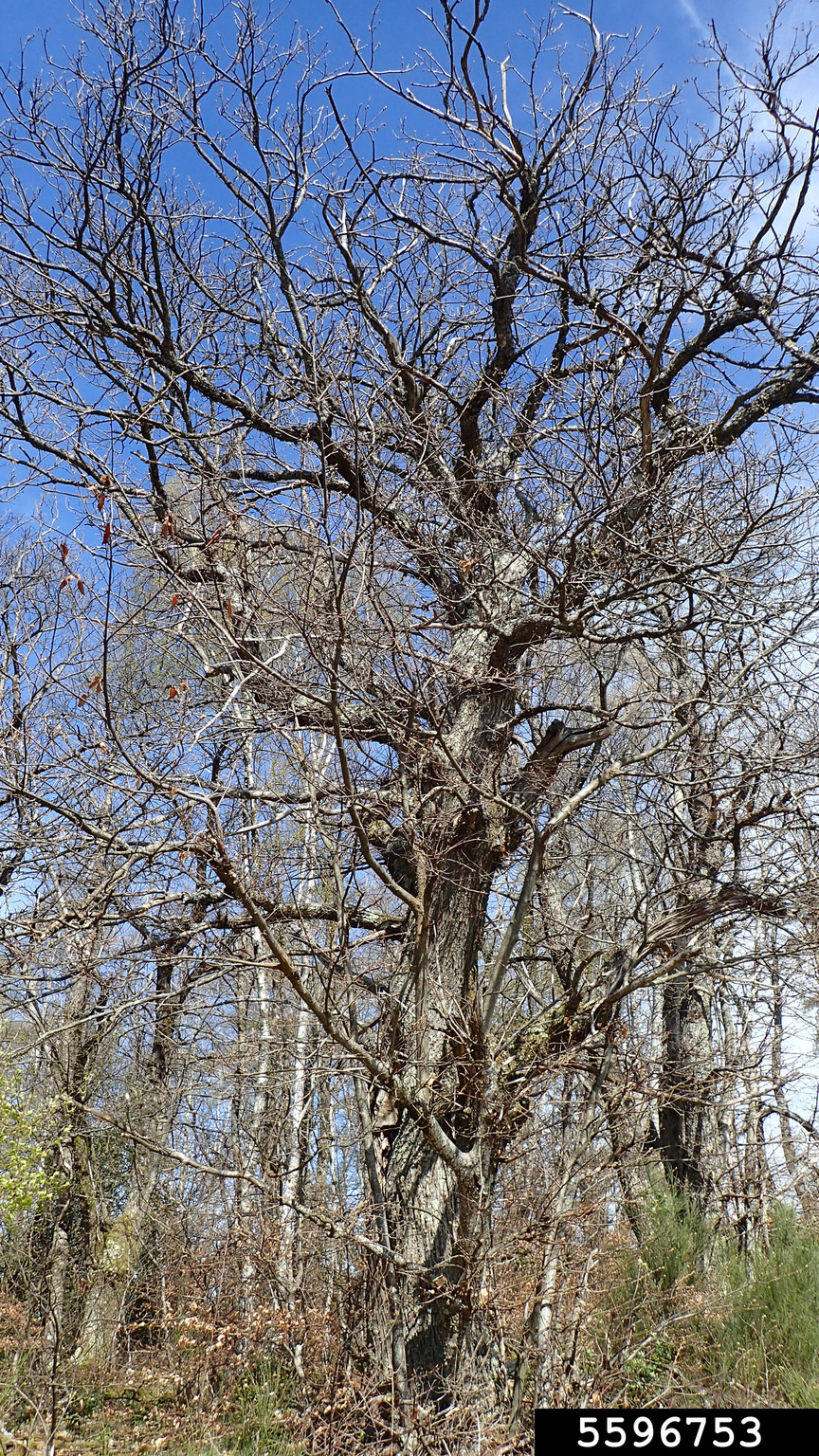 European chestnut (Castanea sativa)