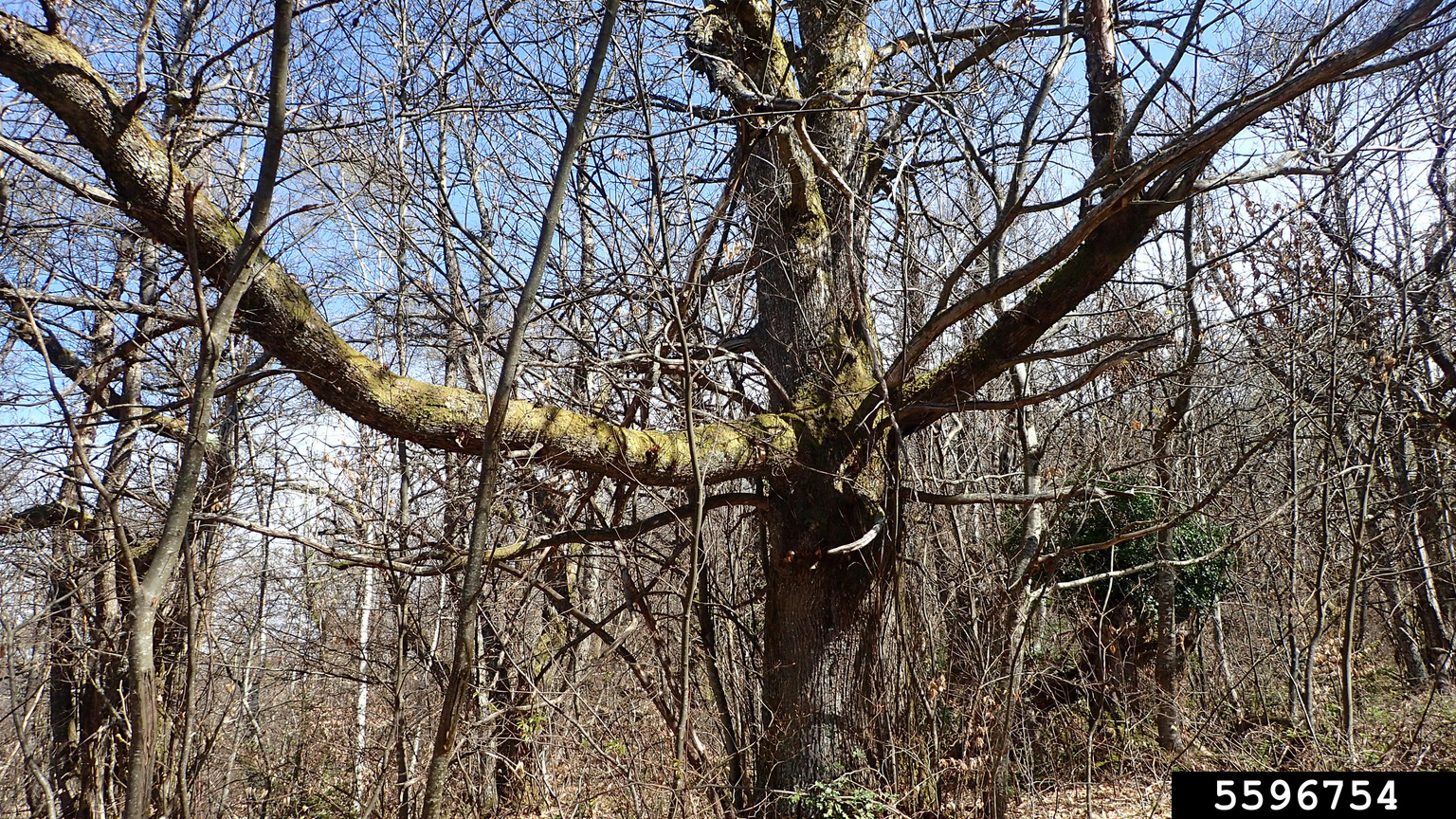 European chestnut (Castanea sativa)