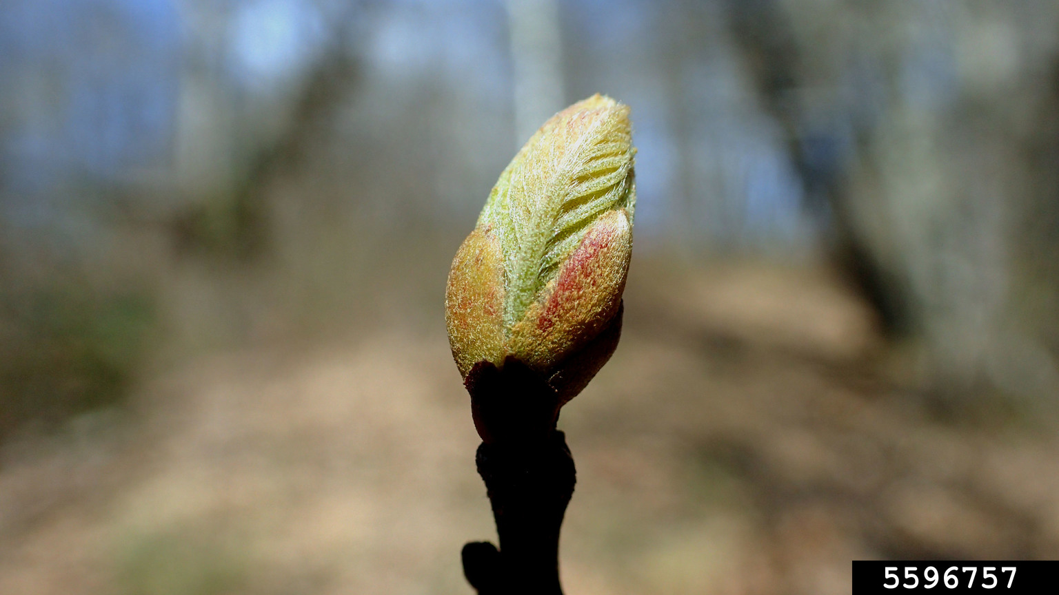 European chestnut (Castanea sativa P. Mill.)