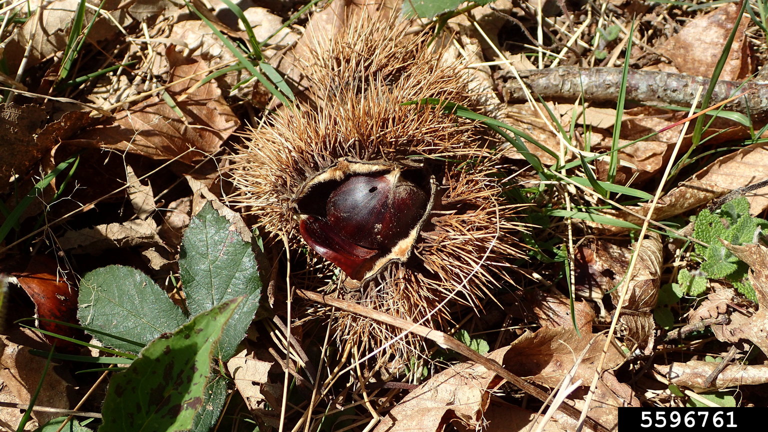 European chestnut (Castanea sativa)