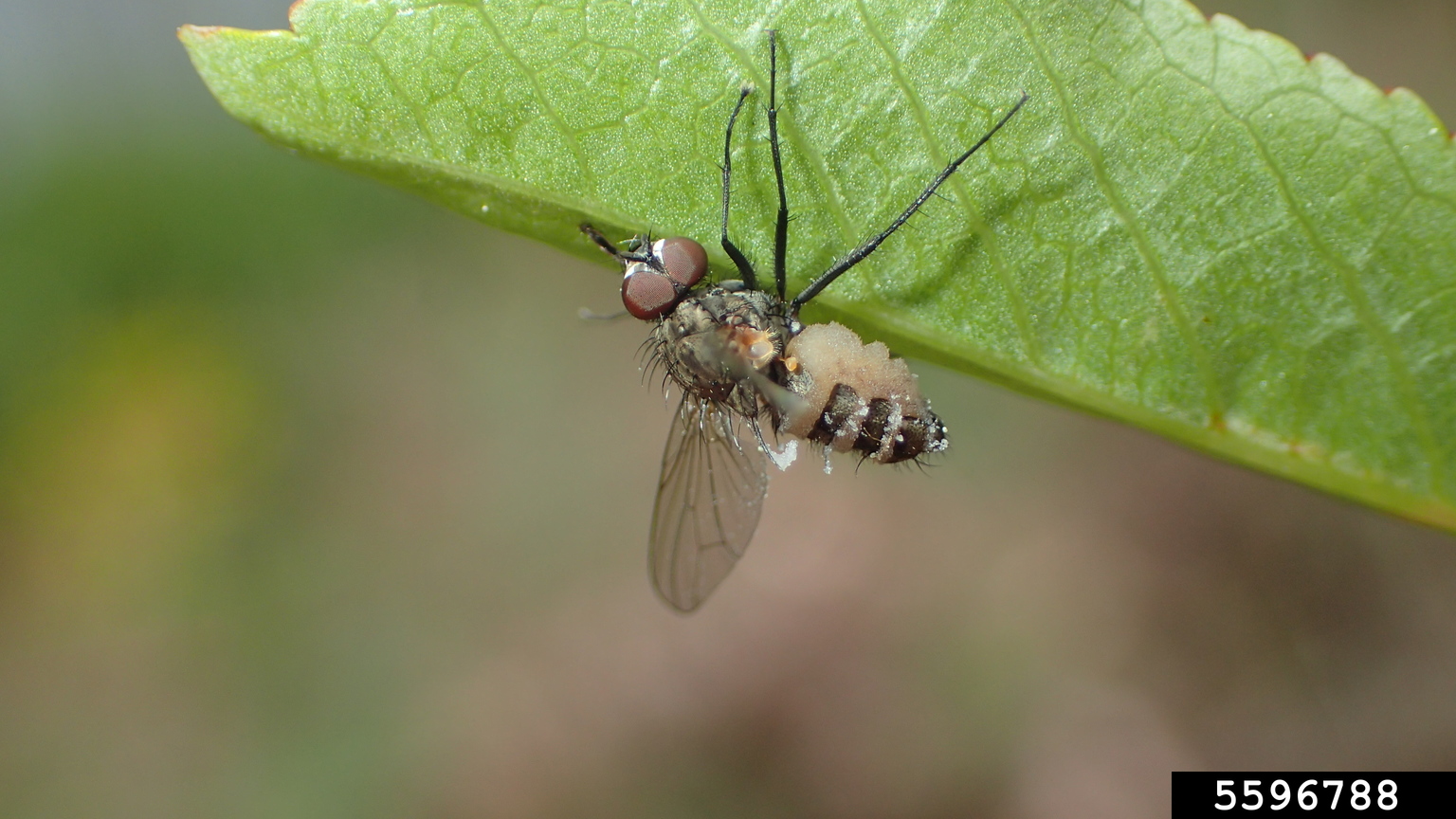 entomophagus fungi (Entomophthora muscae (Cohn) Fresen)