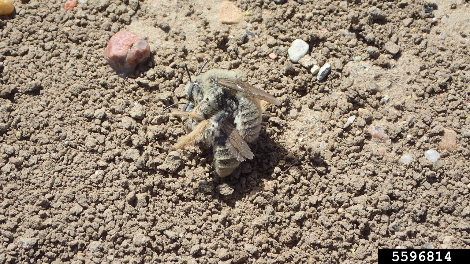 digger bees (Genus Diadasia Patton, 1879)