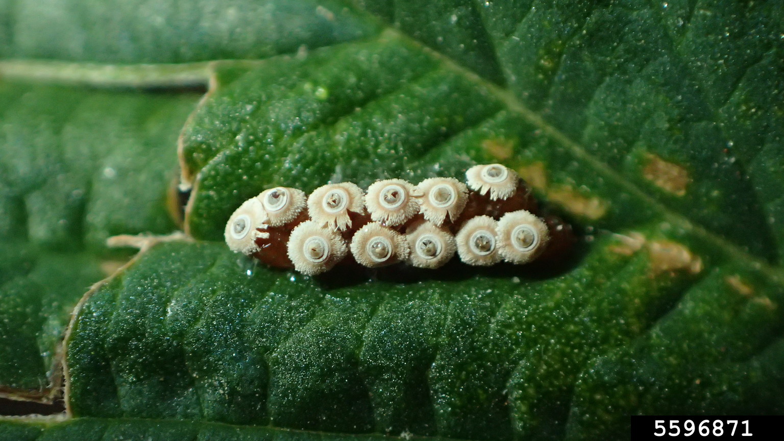 spined assassin bug (Sinea diadema)