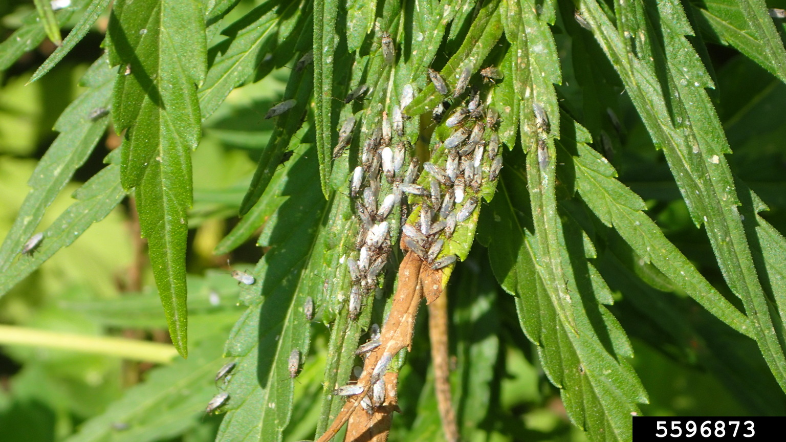 false chinch bug (Nysius raphanus Howard)