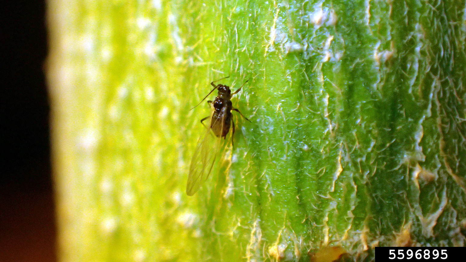 rice root aphid (Rhopalosiphum rufiabdominale (Sasaki, 1899))