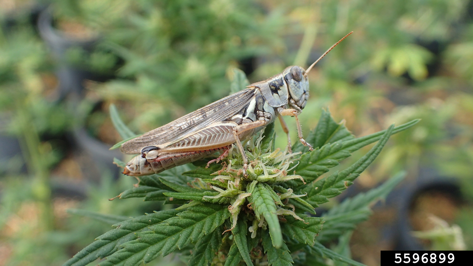 migratory grasshopper (Melanoplus sanguinipes (Fabricius, 1798))