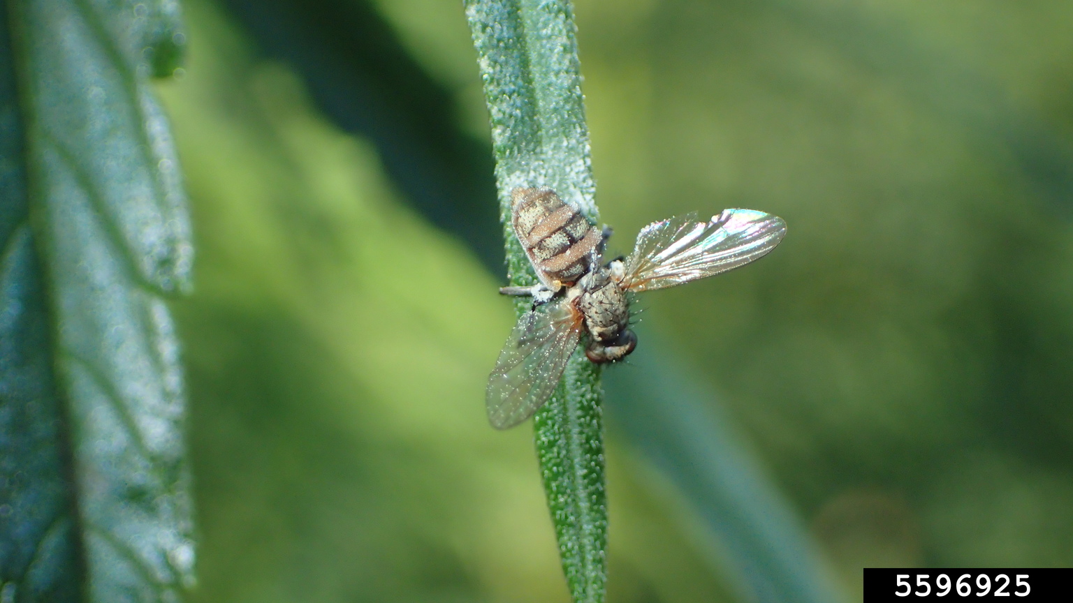 entomophagus fungi (Entomophthora muscae (Cohn) Fresen)