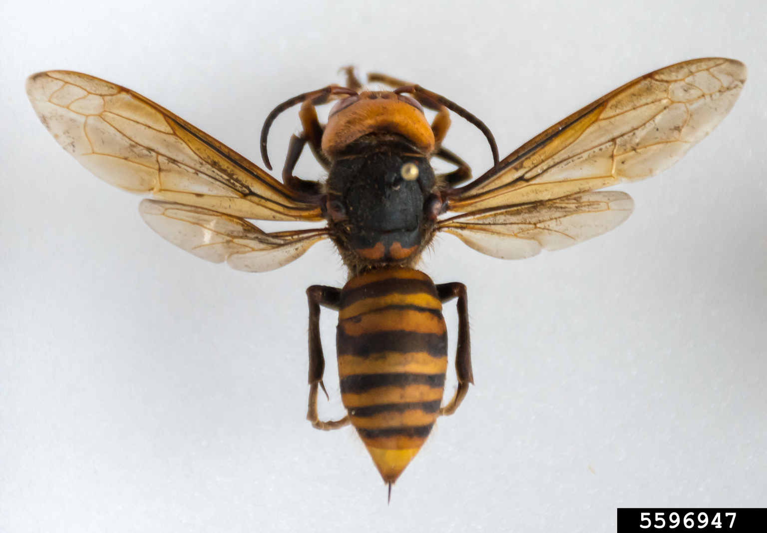 northern giant hornet (formerly Asian giant hornet) (Vespa mandarinia)